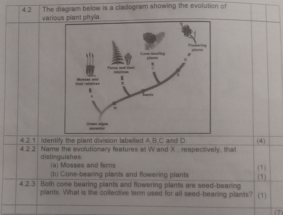 4.2 The diagram below is a cladogram showing | StudyX