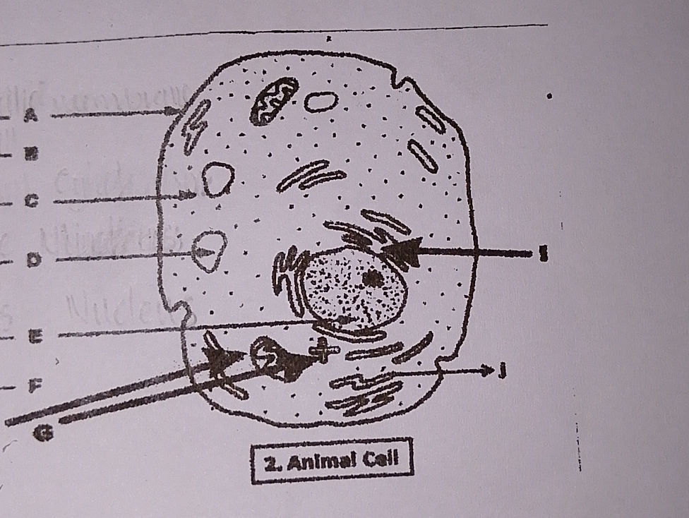 The image shows a diagram of an animal cell | StudyX