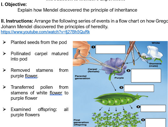 I. Objective: Explain how Mendel discovered | StudyX