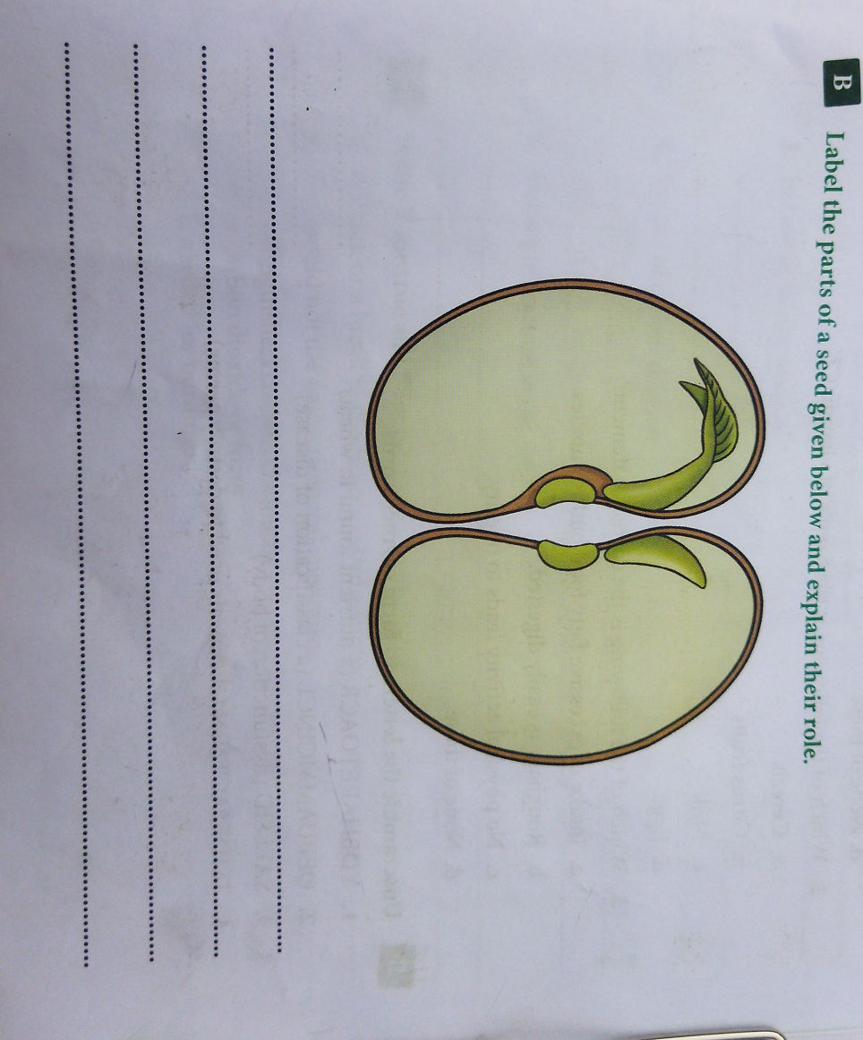 Label the parts of a seed given below and | StudyX