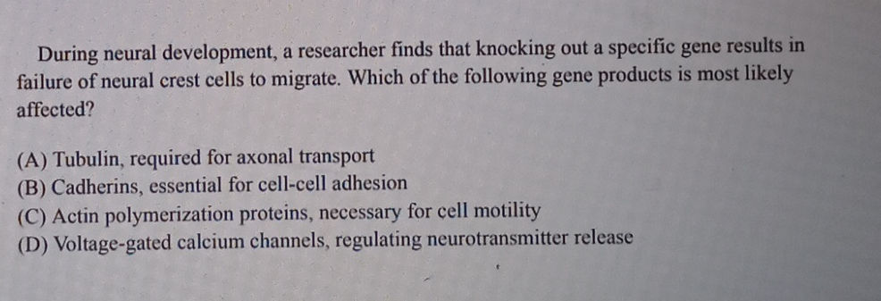 During neural development, a researcher | StudyX