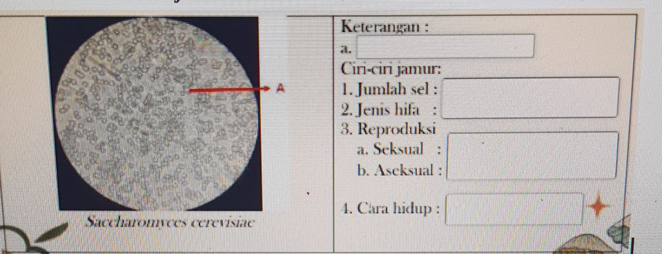 Keterangan: Ciri-ciri jamur: 1. Jumlah sel: | StudyX