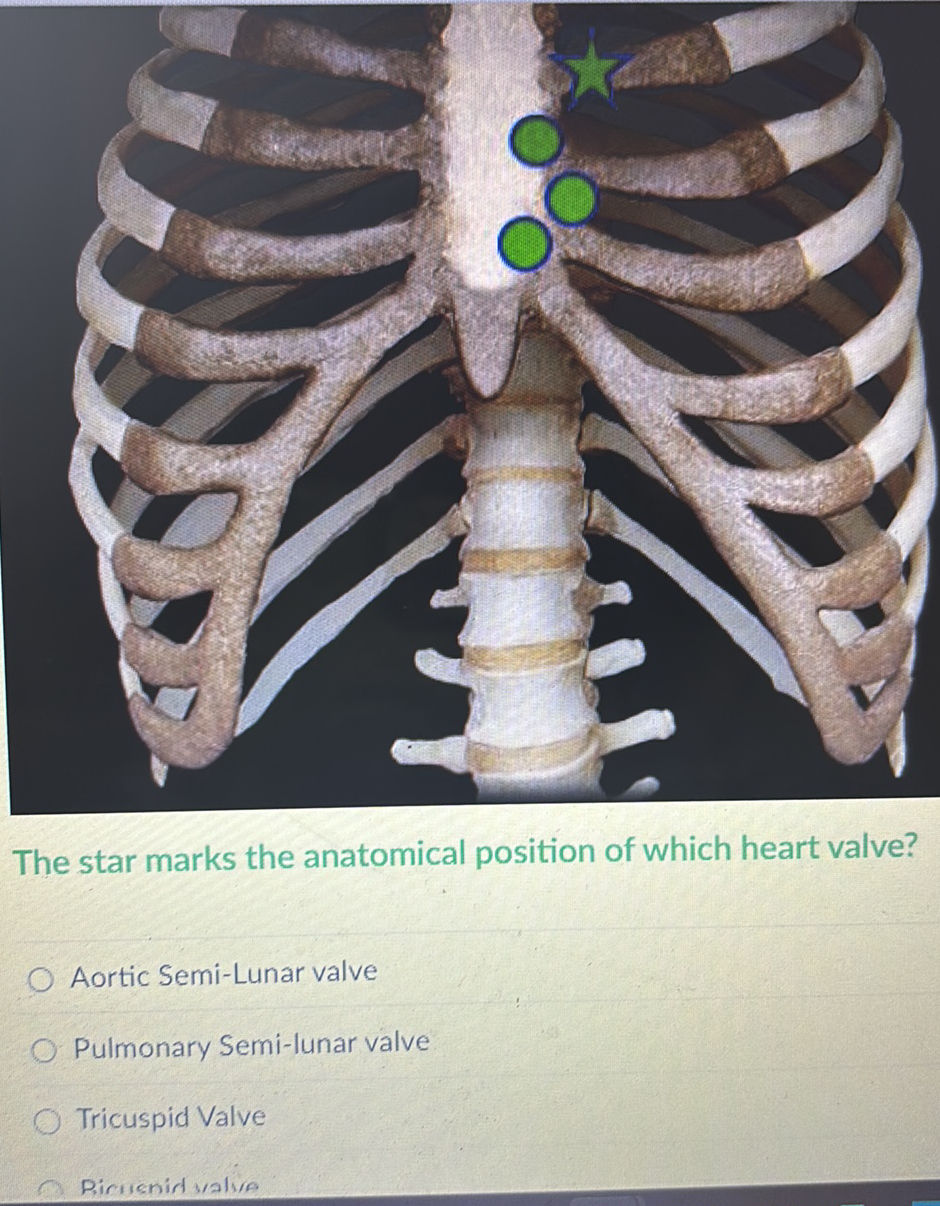 The star marks the anatomical position of | StudyX