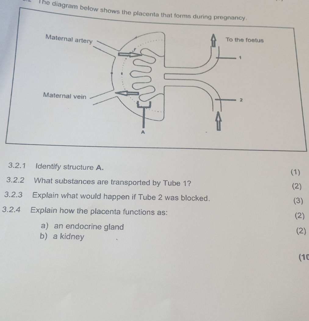 The diagram below shows the placenta that | StudyX