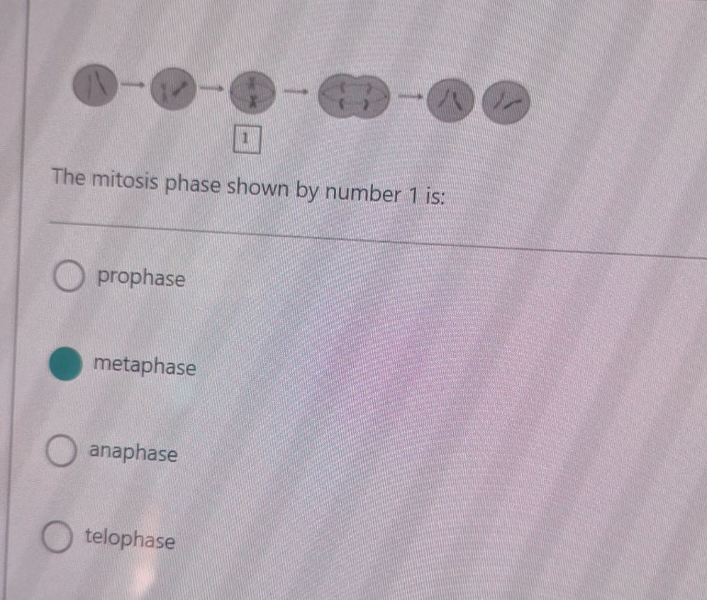 The mitosis phase shown by number 1 is: | StudyX