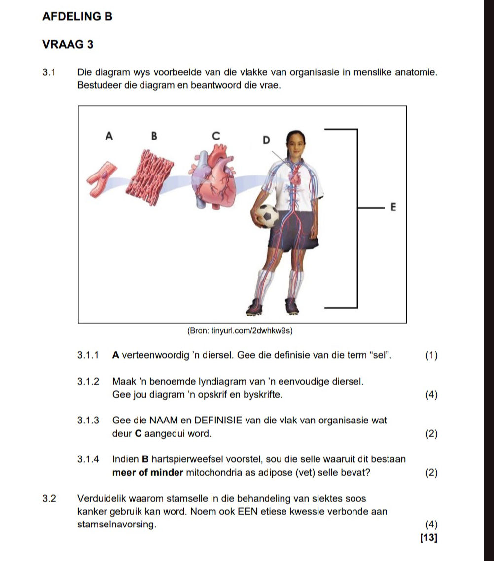3.1 Die diagram wys voorbeelde van die | StudyX