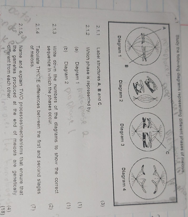 Study the following diagrams representing | StudyX