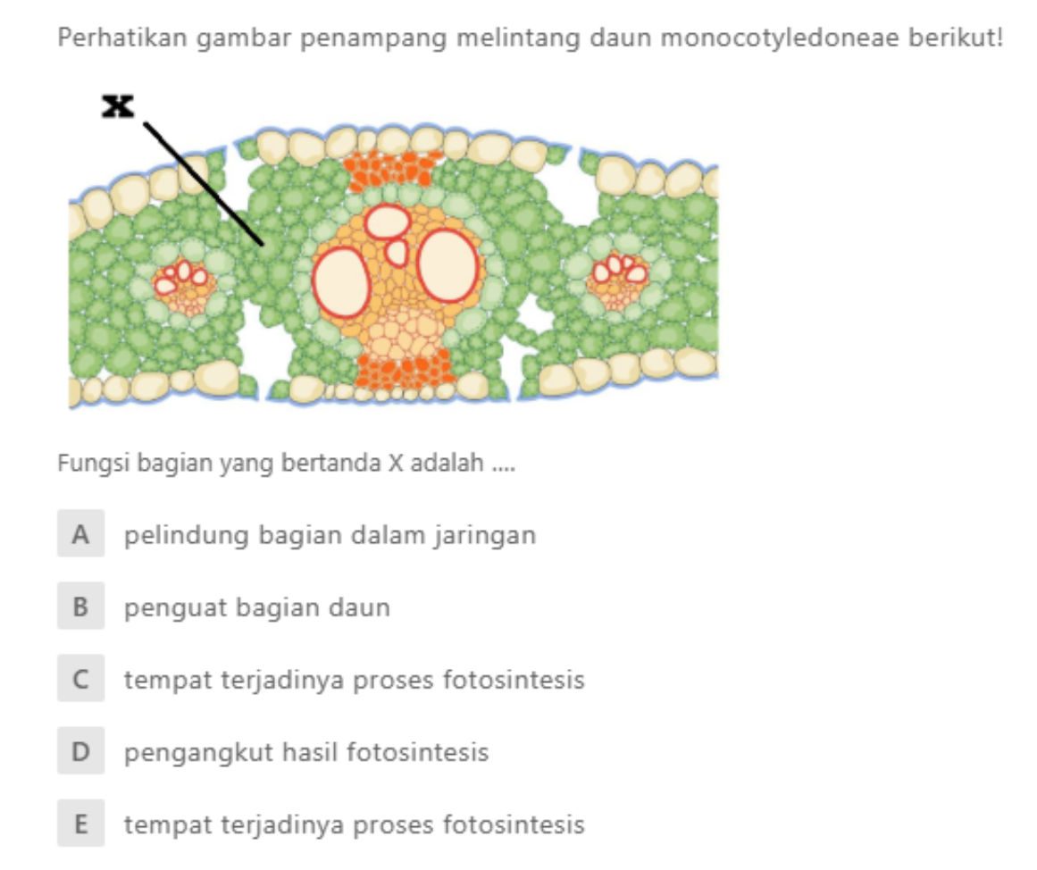 Perhatikan gambar penampang melintang daun | StudyX