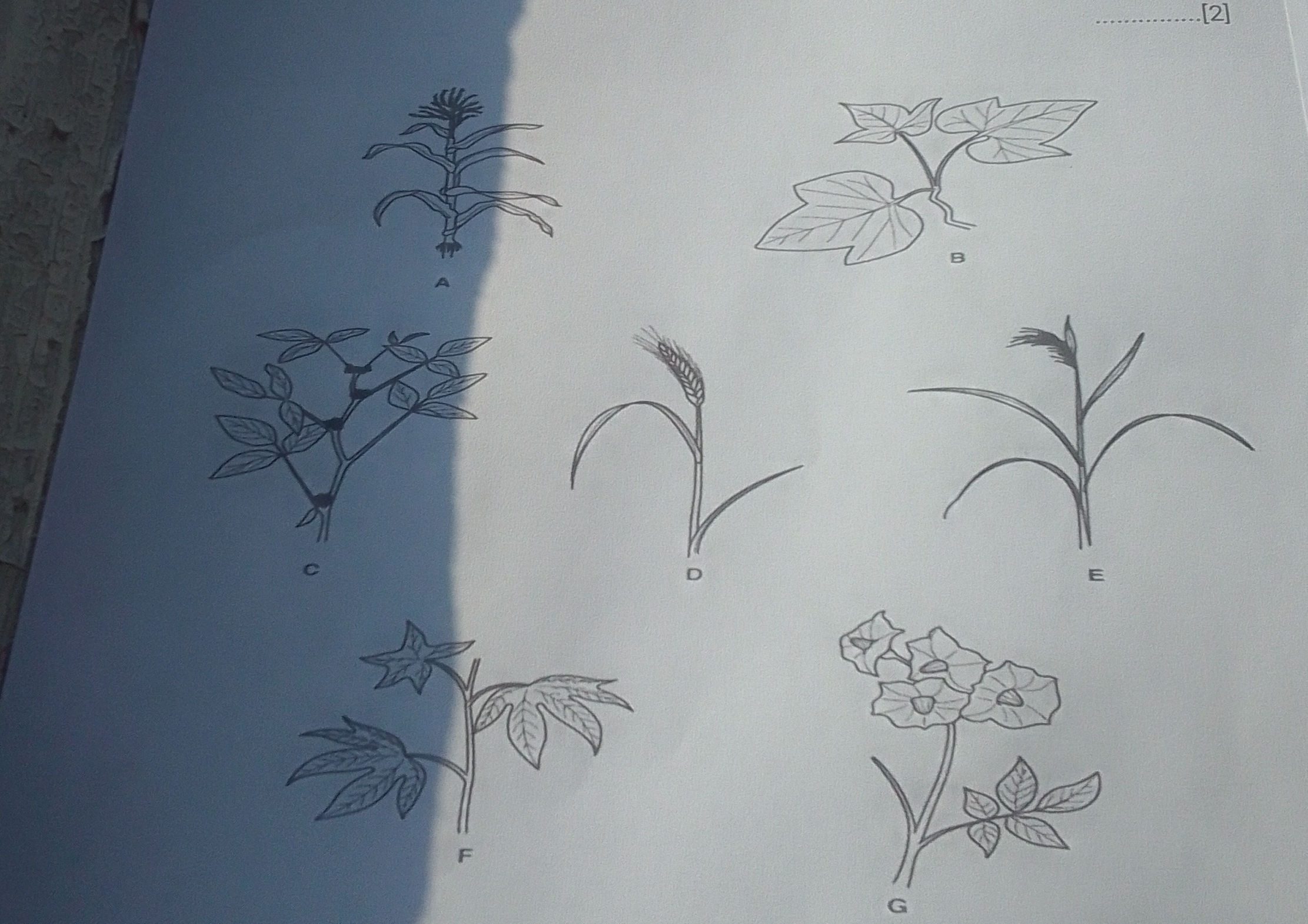 The image shows several plant diagrams | StudyX