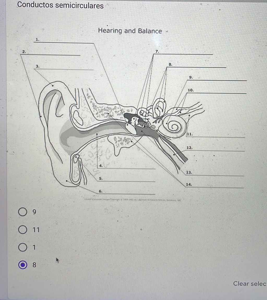 The image shows a diagram of the ear with | StudyX