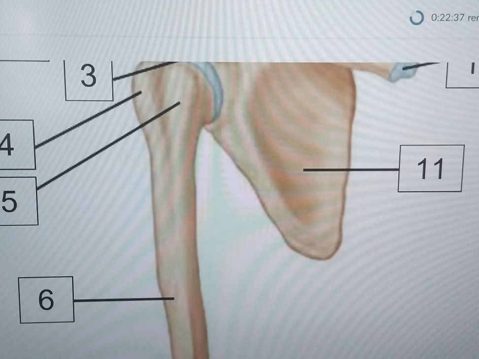 The image shows a diagram of the shoulder | StudyX