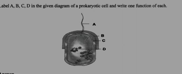 Label A, B, C, D in the given diagram of a | StudyX