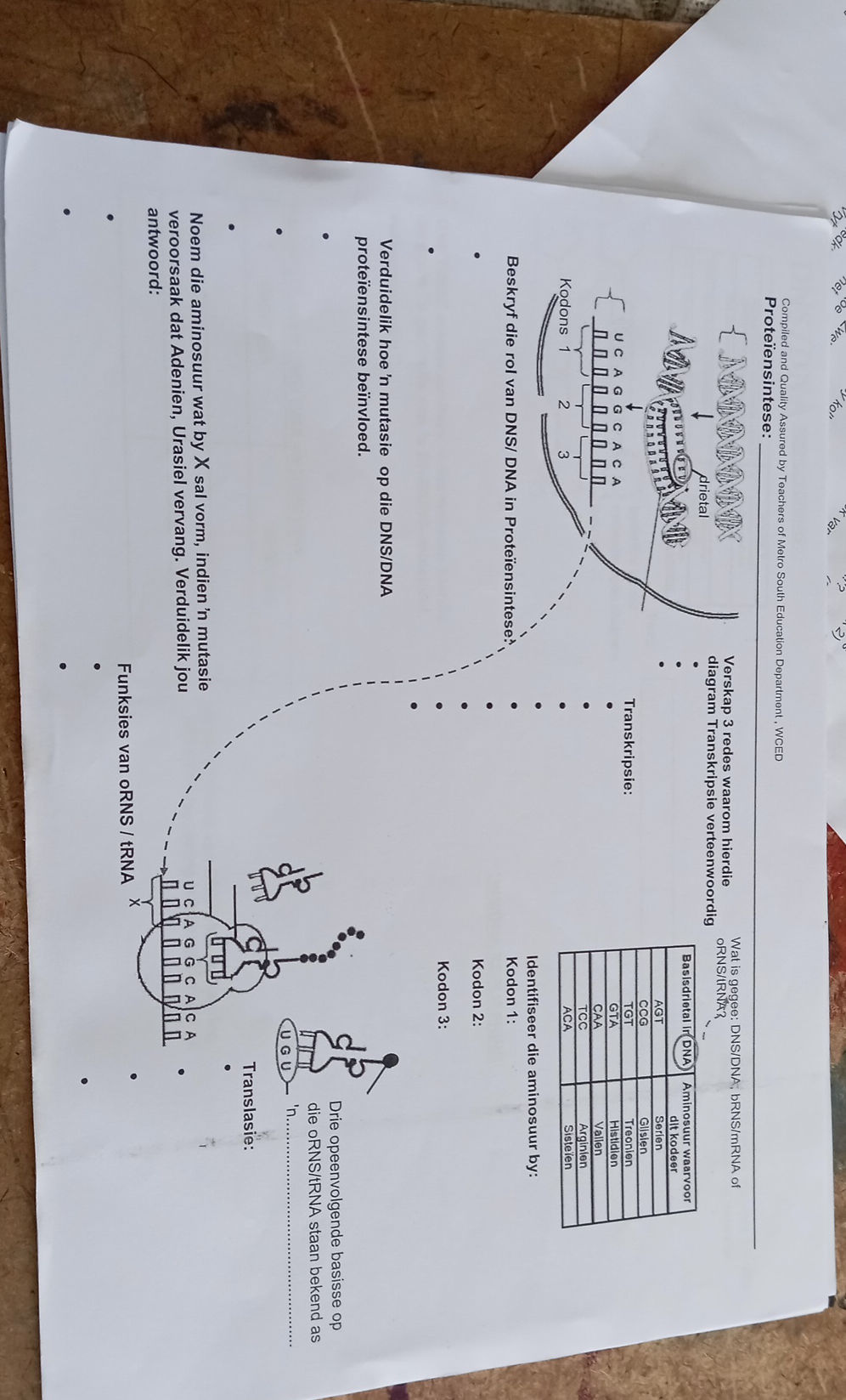 Proteïensintese: Verskap 3 redes waarom | StudyX