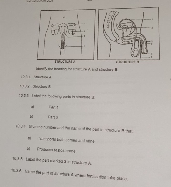 Identify the heading for structure A and | StudyX