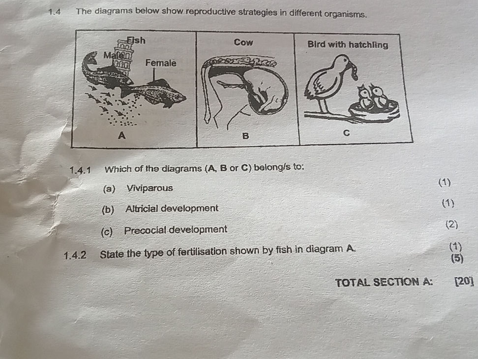 1.4 The diagrams below show reproductive | StudyX
