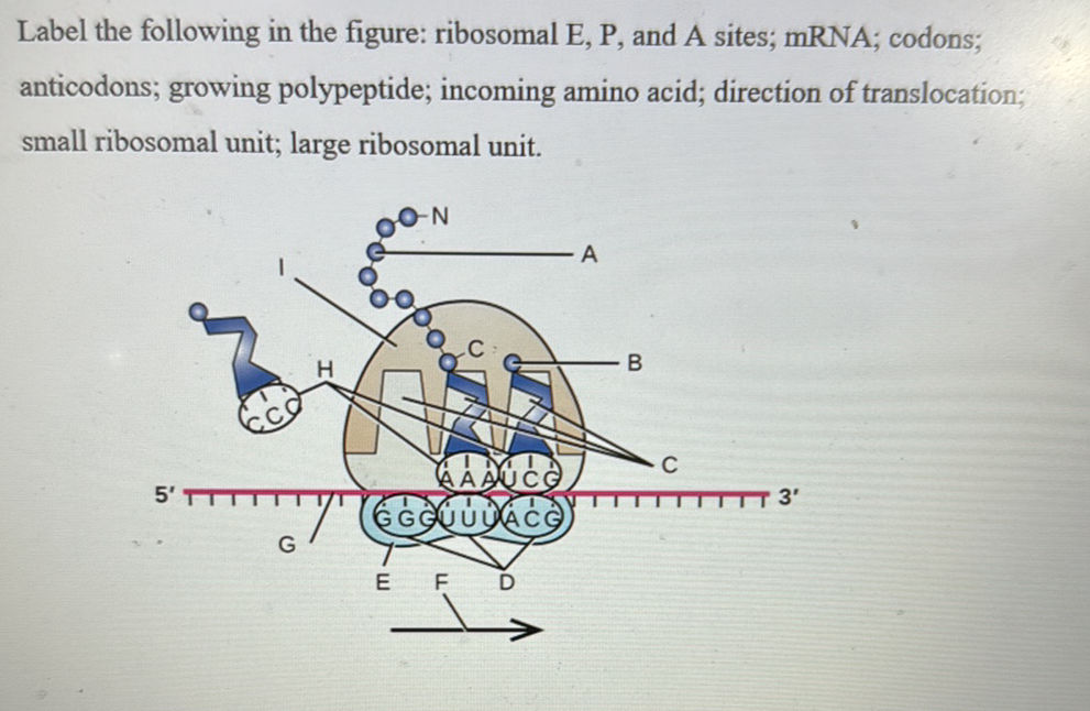 Label the following in the figure: ribosomal | StudyX
