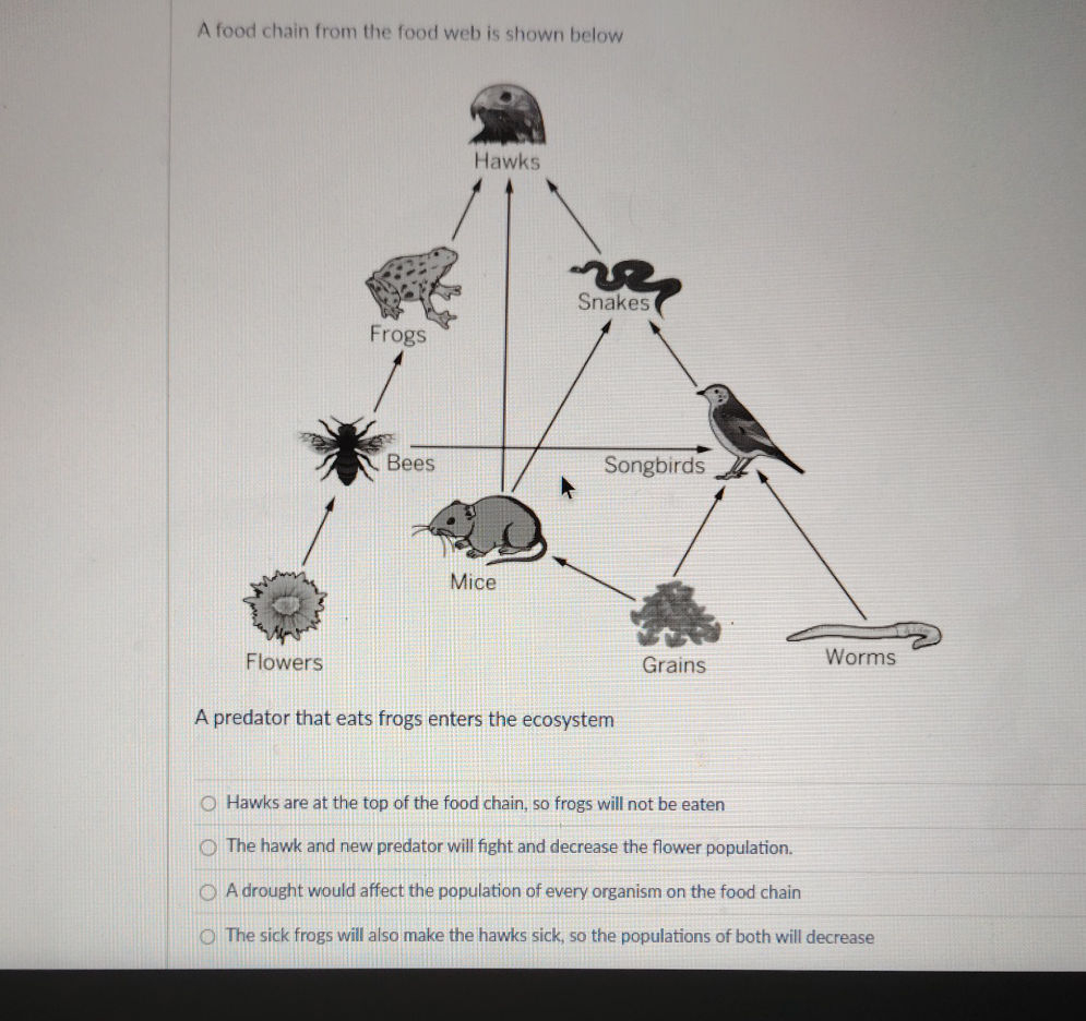 A food chain from the food web is shown | StudyX
