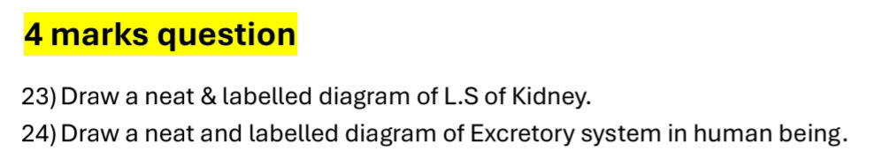 23) Draw a neat labelled diagram of L.S of | StudyX