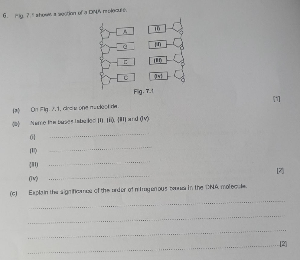 6. Fig. 7.1 shows a section of a DNA | StudyX