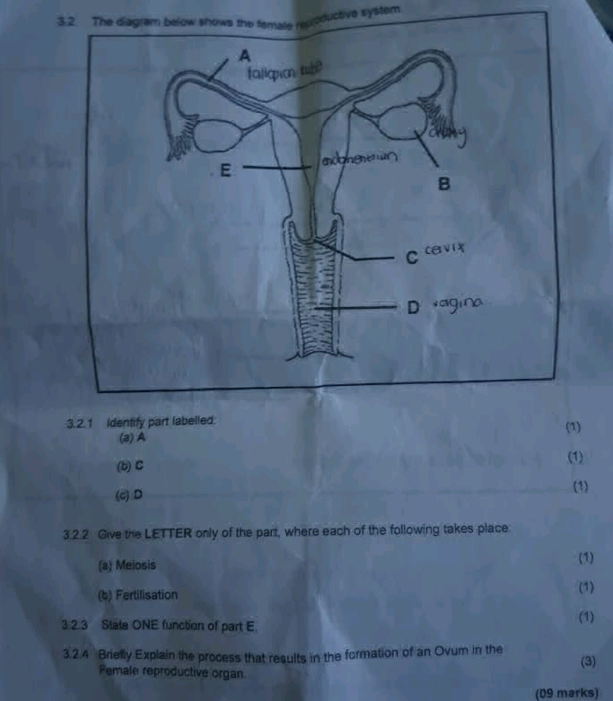 3.2 The diagram below shows the female | StudyX