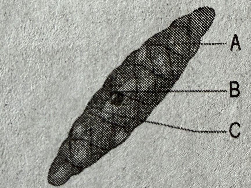 The image shows a diagram of a structure | StudyX