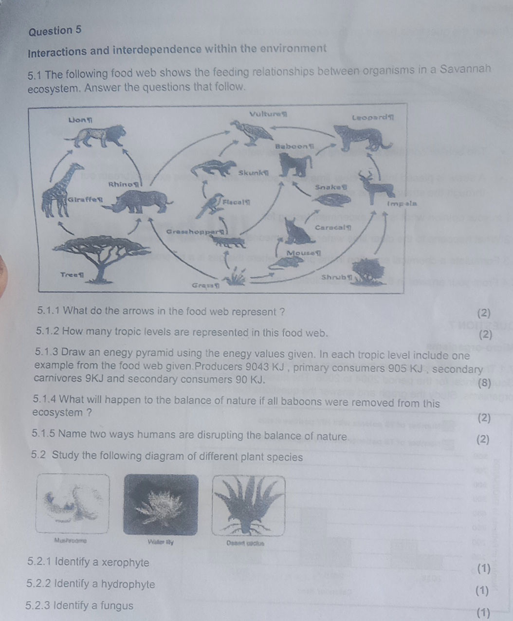5. Interactions and interdependence within | StudyX
