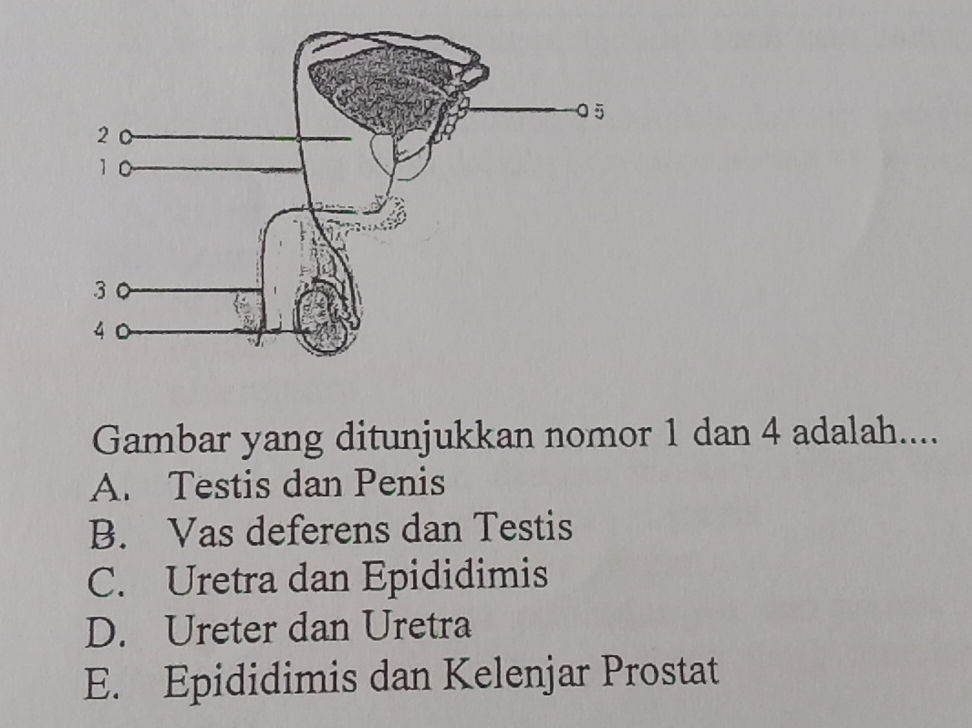 Gambar yang ditunjukkan nomor 1 dan 4 | StudyX