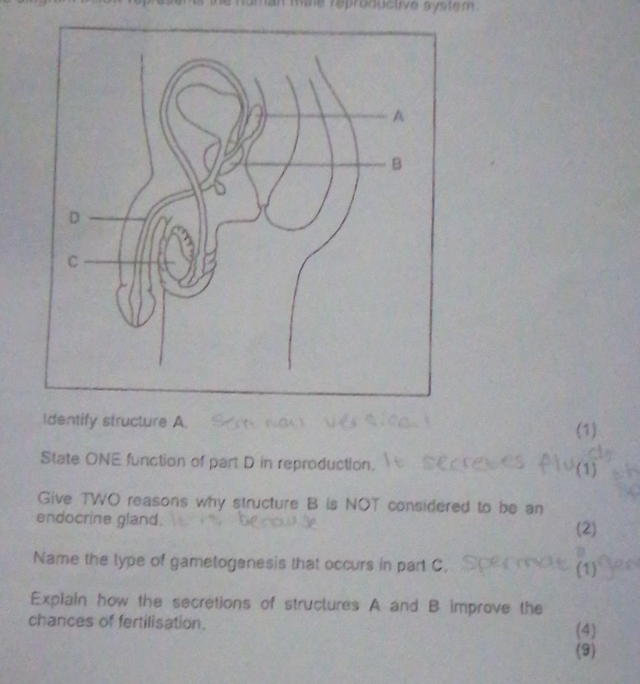 Identify structure A. State ONE function | StudyX