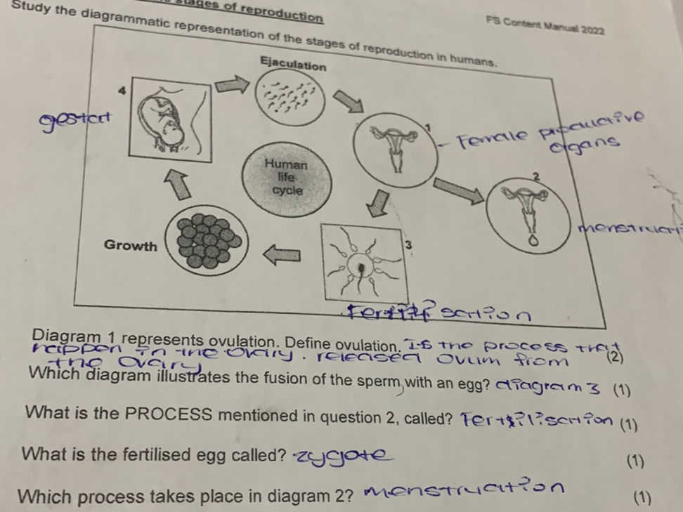 Diagram 1 represents ovulation. Define | StudyX
