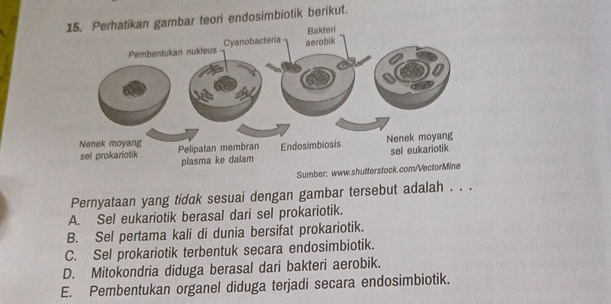 15. Perhatikan gambar teori endosimbiotik | StudyX