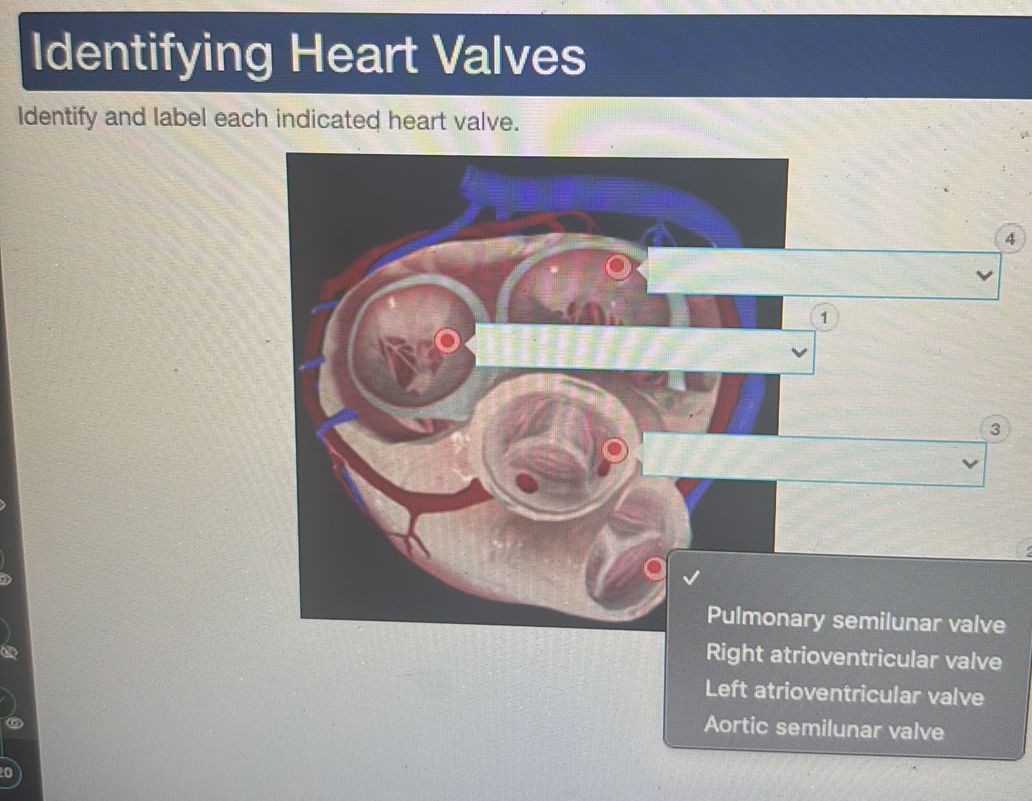 Identify and label each indicated heart | StudyX