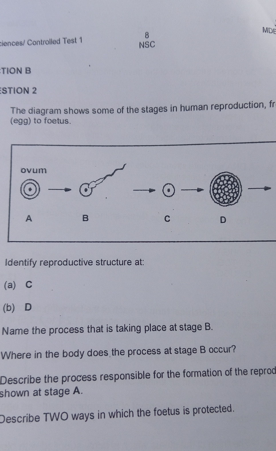 The diagram shows some of the stages in | StudyX