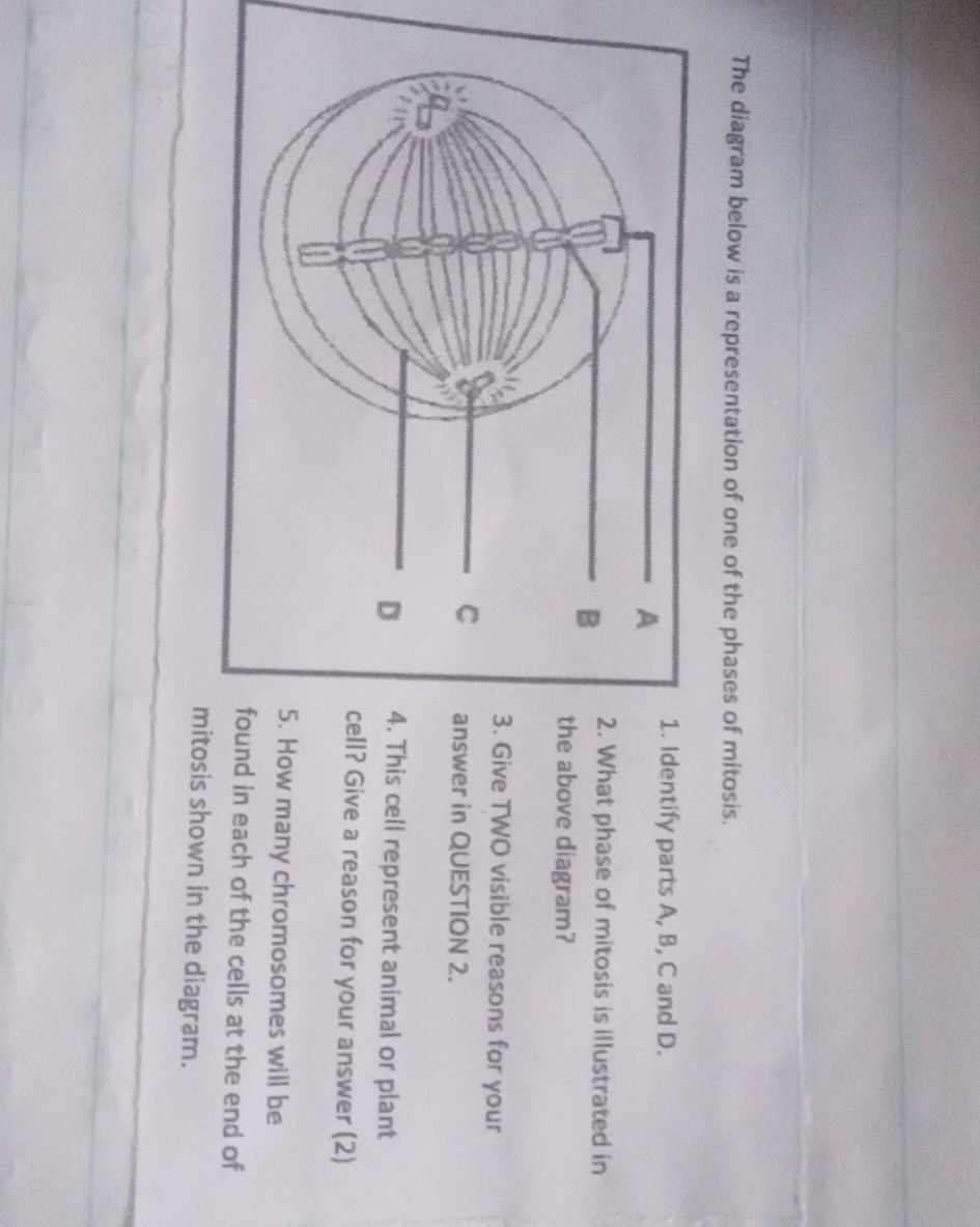The diagram below is a representation of one | StudyX