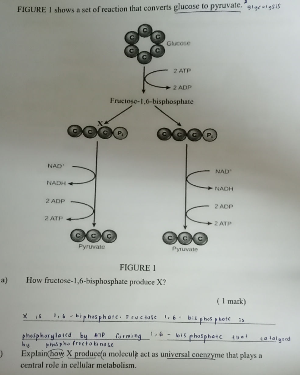 FIGURE 1 shows a set of reaction that | StudyX