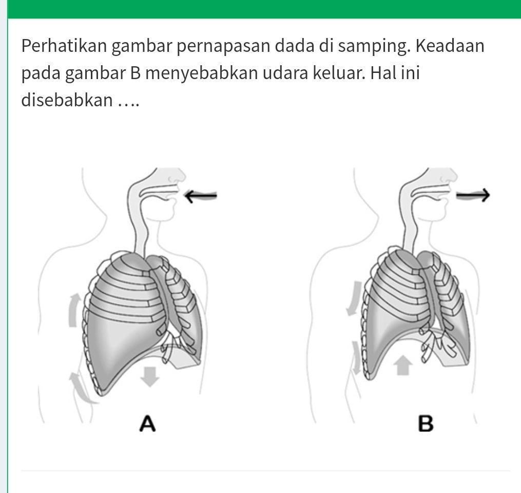 Perhatikan gambar pernapasan dada di | StudyX