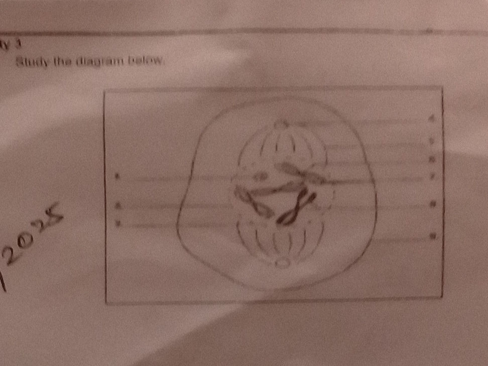Study the diagram below. The diagram shows | StudyX