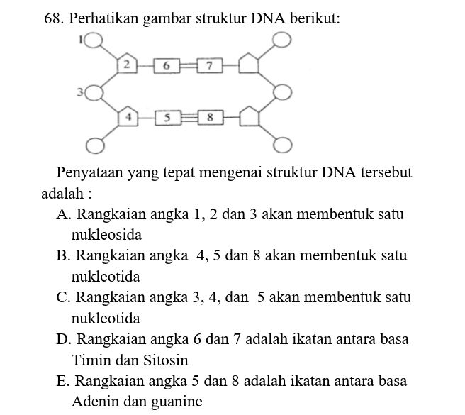 68. Perhatikan gambar struktur DNA berikut: | StudyX