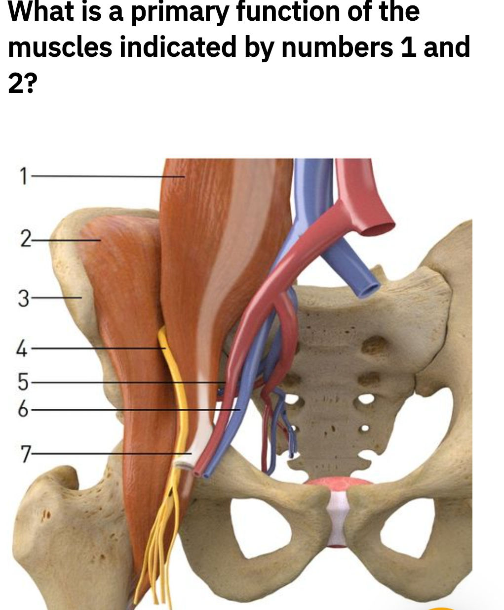 What is a primary function of the muscles | StudyX
