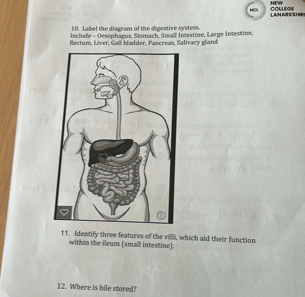 10. Label the diagram of the digestive | StudyX