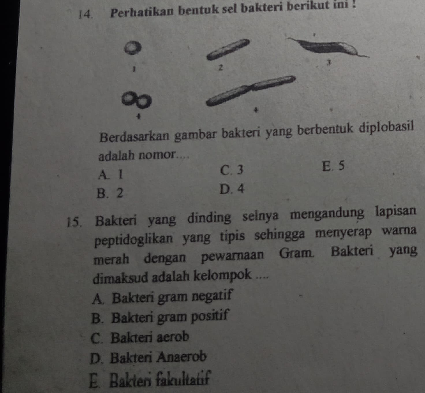 14. Perhatikan bentuk sel bakteri berikut | StudyX