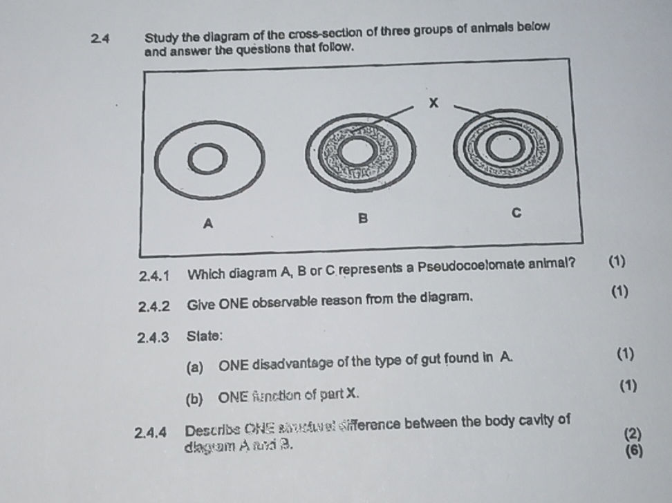 Study the diagram of the cross-section of | StudyX