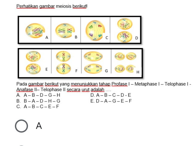 Perhatikan gambar meiosis berikut! Pada | StudyX