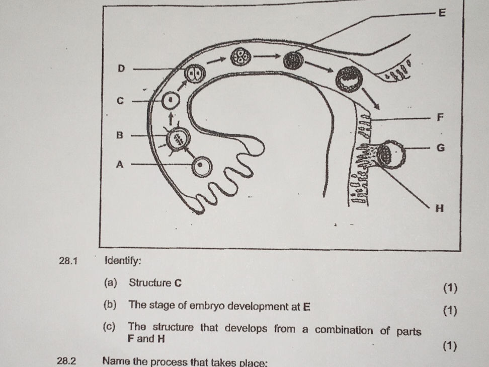 28.1 Identify: (a) Structure C (b) The stage | StudyX
