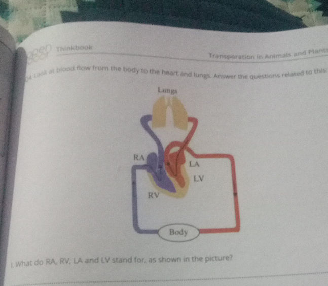 Look at blood flow from the body to the | StudyX