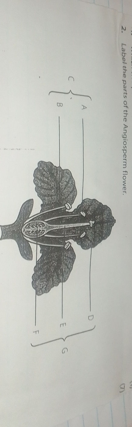2. Label the parts of the Angiosperm flower. | StudyX