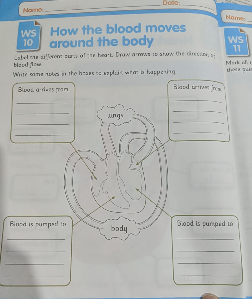 How the blood moves around the body Label | StudyX