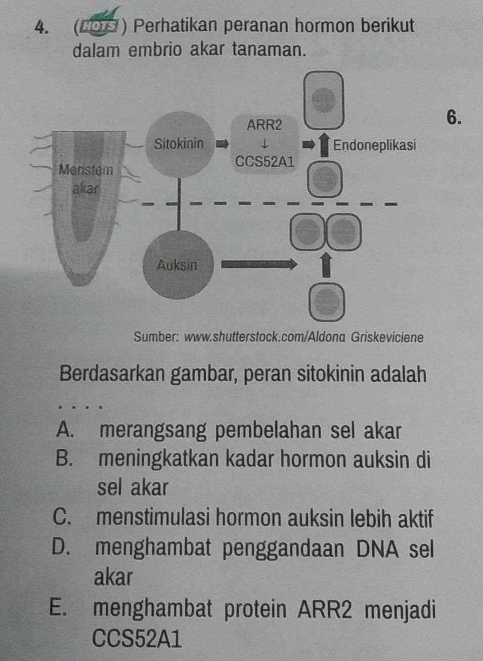 4. (HOTS) Perhatikan peranan hormon berikut | StudyX
