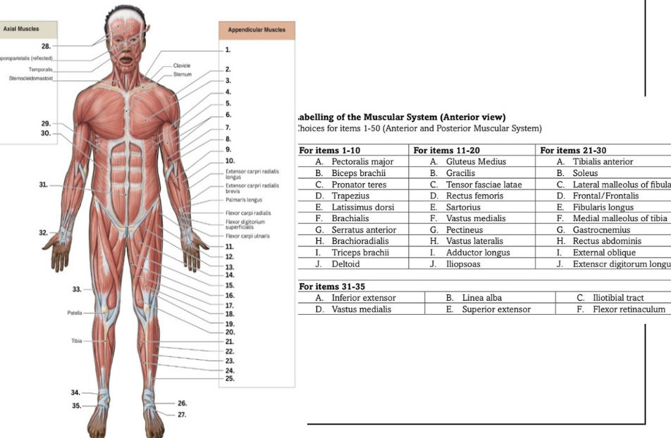 labelling of the Muscular System (Anterior | StudyX