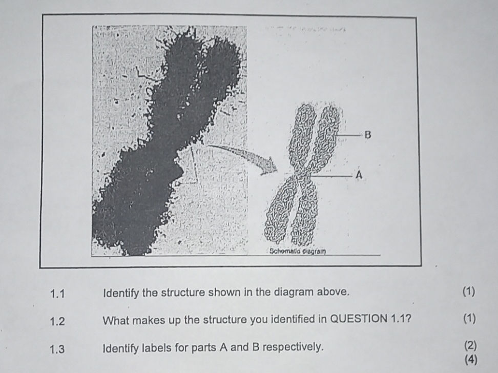 1.1 Identify the structure shown in the | StudyX