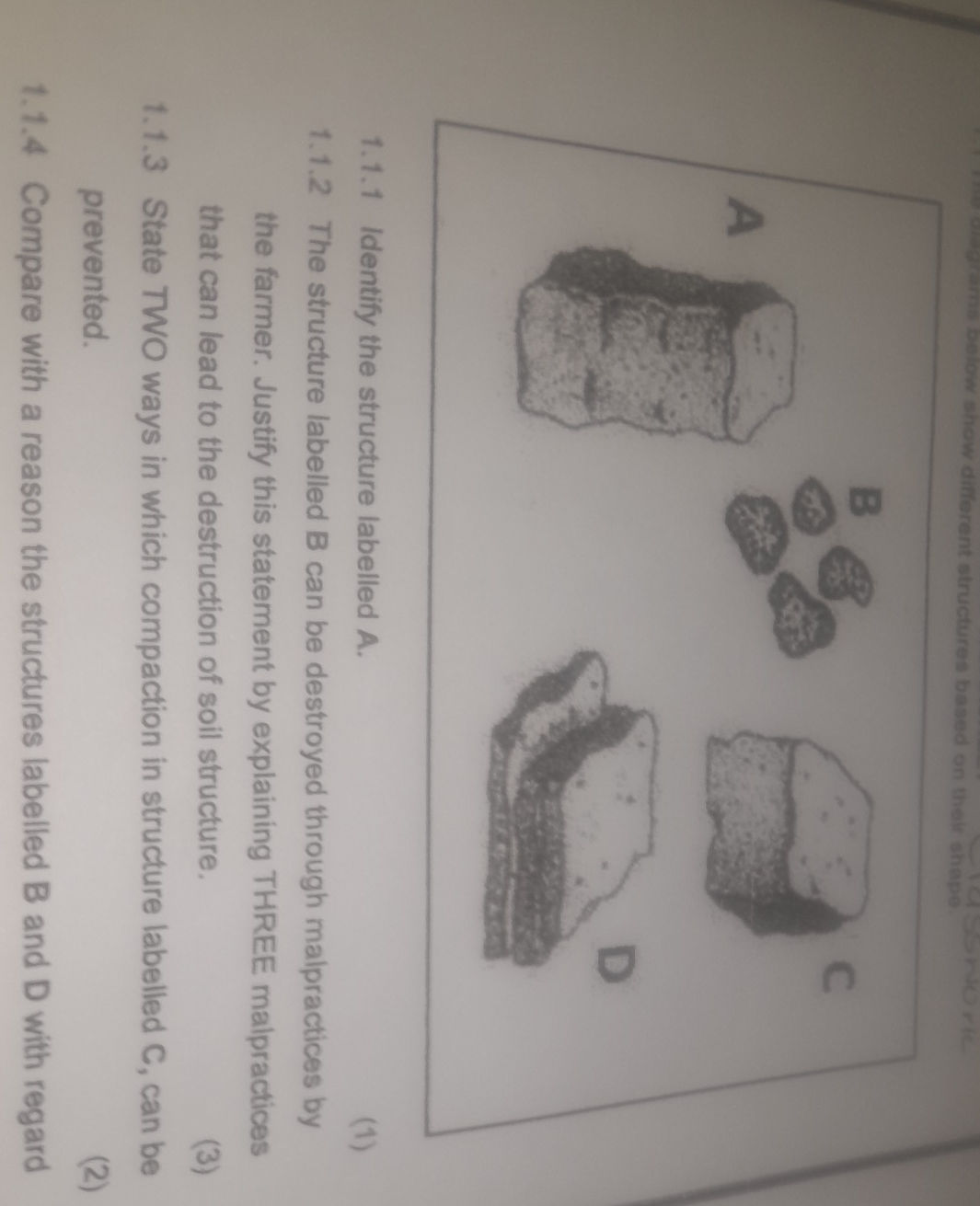 1.1.1 Identify the structure labelled A. | StudyX